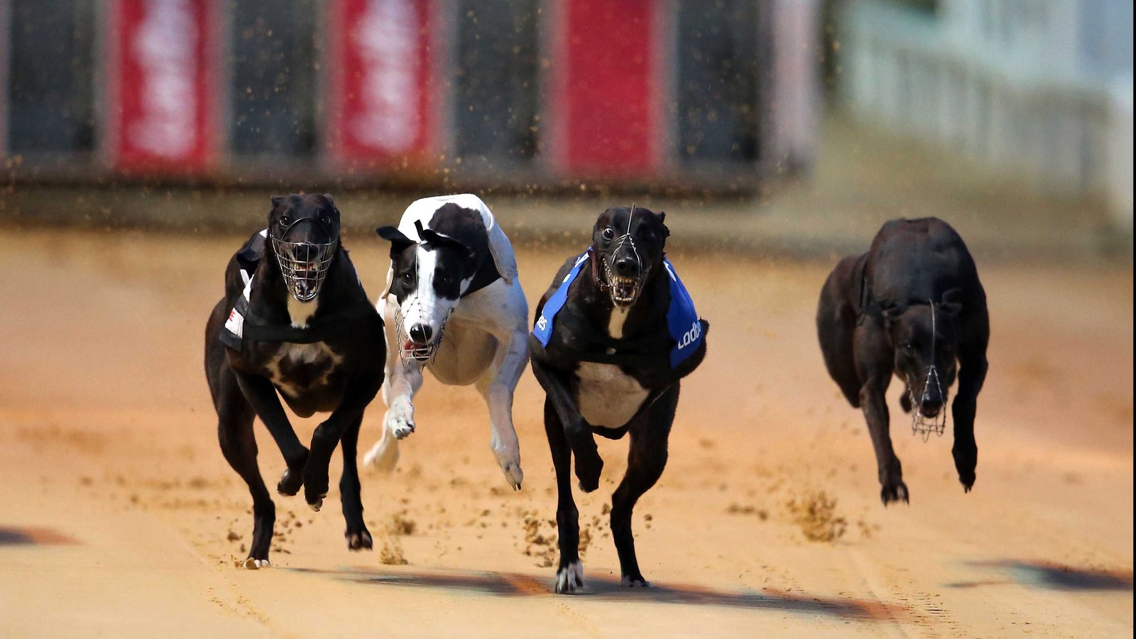 Swindon Greyhounds | It’s a Great Night Out!