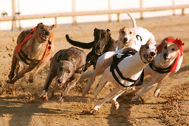 Swindon Greyhounds | It’s a Great Night Out!