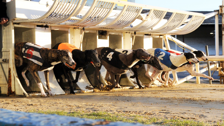 All Tickets – Swindon Greyhounds