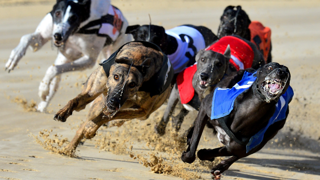 All Tickets – Swindon Greyhounds