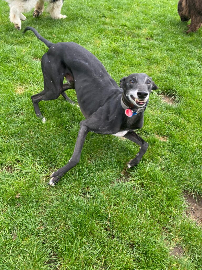 Retired Greyhounds – Swindon Greyhounds